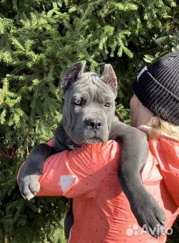 Кане Корсо - серая малышка