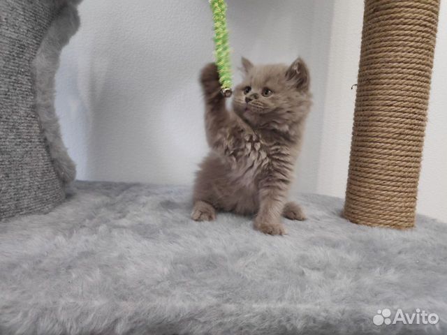 Британский длинношерстный котик
