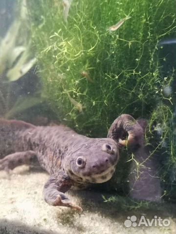 Тритон иглистый