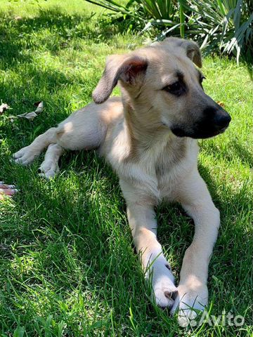 Рэм ищет надежную семью