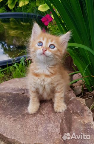 Стеша, Ася и Мася. Очаровательные рыжие сестрёнки