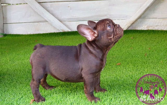 Французский бульдог шоколадка