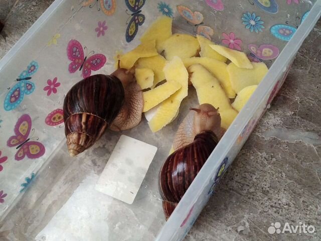 Улитки Ахатины