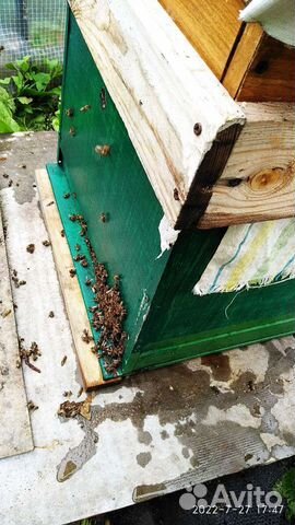 Пчелиный рой