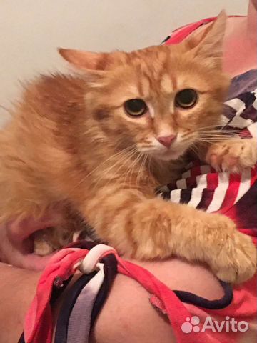 Котёнок Рыжик