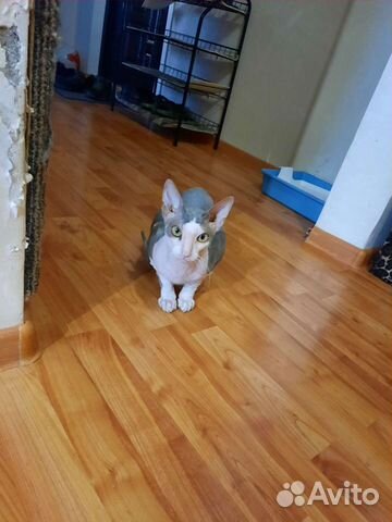 Отдам бесплатно в добрые руки