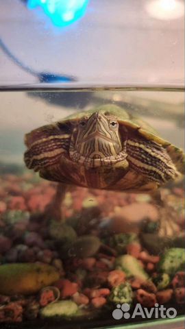 Красноухая черепаха с аквариумом + полный комплект