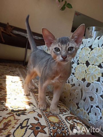 Абиссинский котик