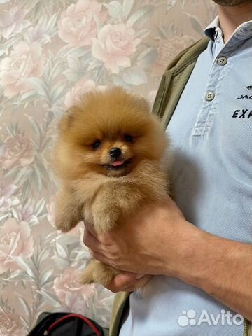 Красотка Мия Померанский шпиц