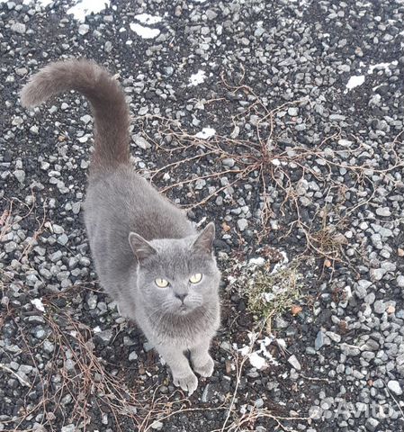 Британская кошка