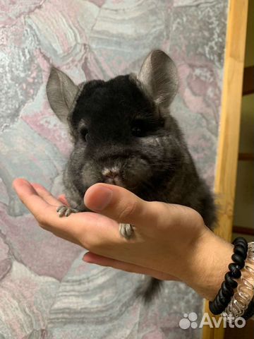 Шиншилла черный бархат