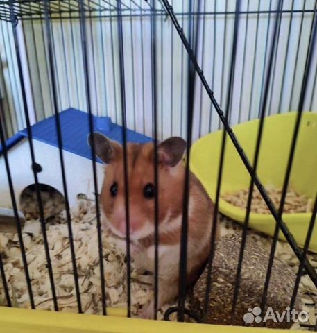 Сирийский хомяк