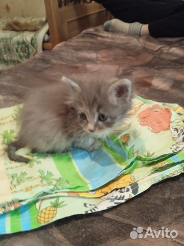 Подкидыш Котенок девочка