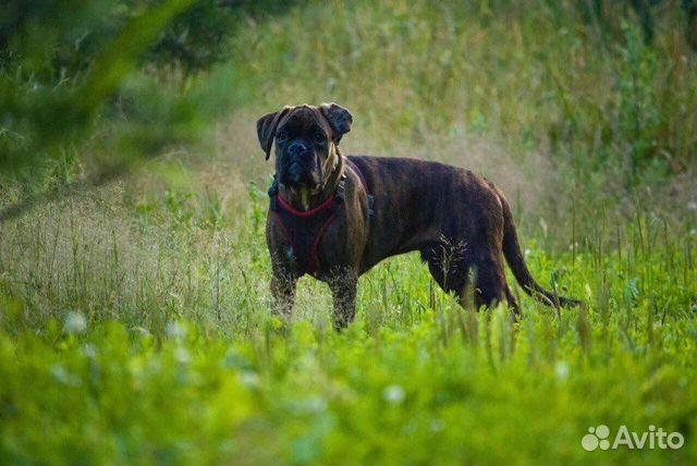 Вязка немецкого боксера