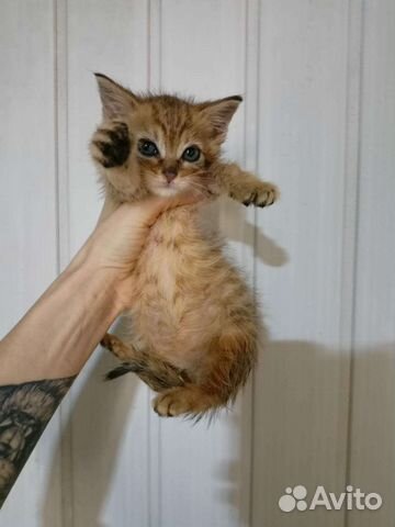 Песочный котенок