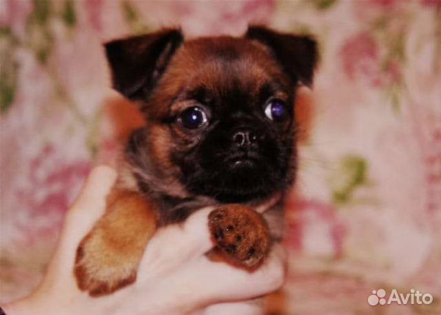 Мальчик гриффона ищет хозяев