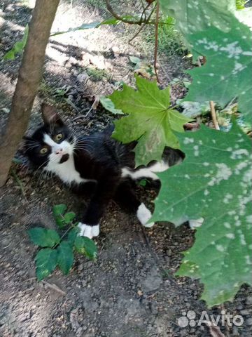 Котенок ребёнок