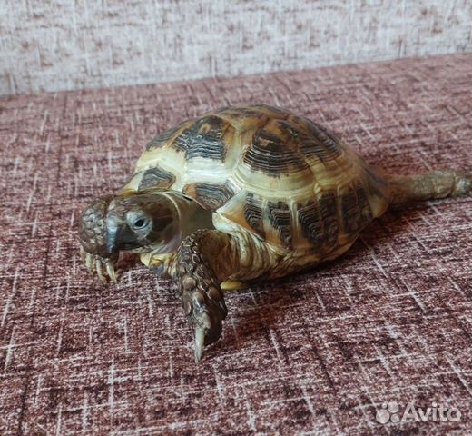 Черепаха сухопутная
