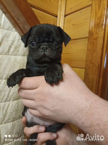 Мопс девочка с документами