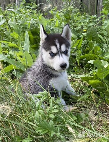 Щенки хаски