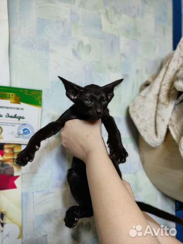 Ориентальные котята