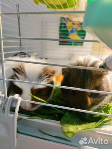 Морские свинки