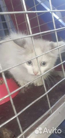 Красивые котята в Добрые руки