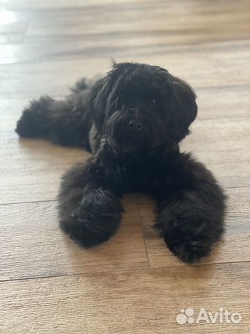 Случка мальтипу f2