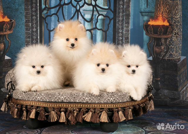 Шпицедетки