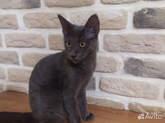 Метис ориентальной