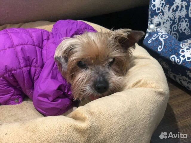 Зайка ищет дом