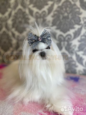 Мальтийская болонка (Мальтезе)