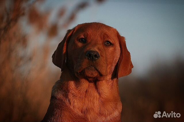 Эксклюзивная девочка лабрадора