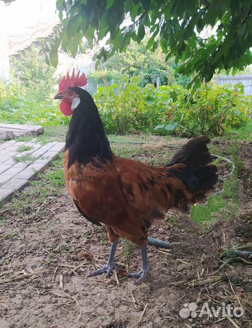 Петух Форверк