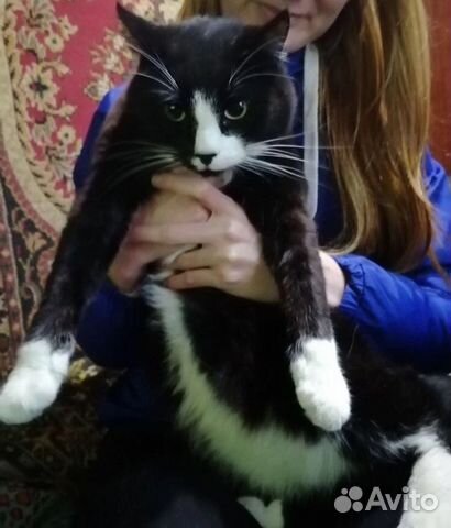 Кот бесплатно умер хозяин