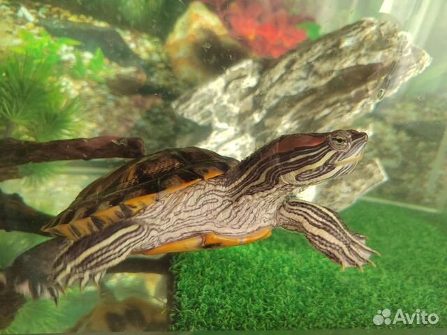 Красноухие черепахи