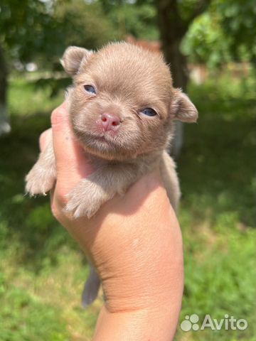 Лиловая корзинка чихуахуа