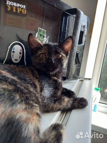 Кошка