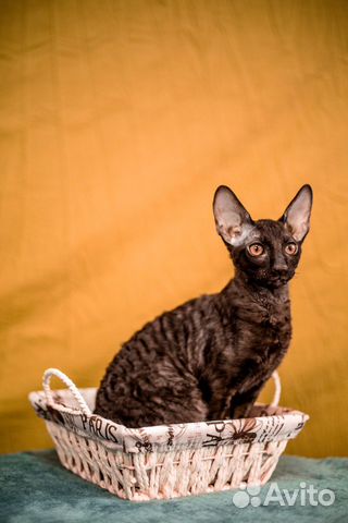 Корниш-рекс