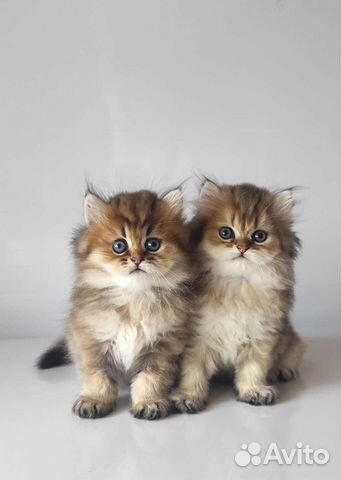 Золотые малыши