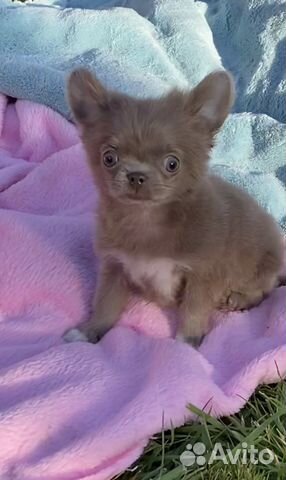 Лиловый чишечка