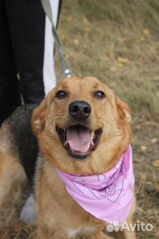 Ласковая собака в поиске любящей семьи