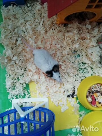 Бамбуковая мышь