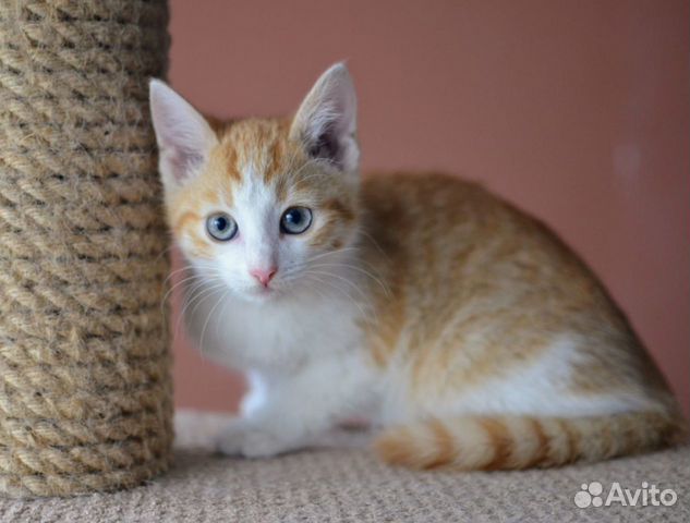 Рыжая малышка в добрые руки