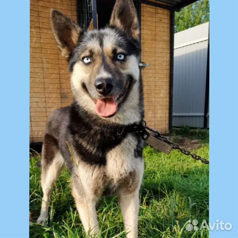 Восточноевропейская овчарка