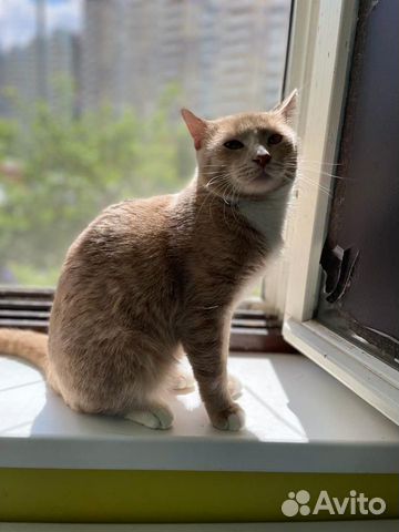Лео, солнечно-рыжий кот