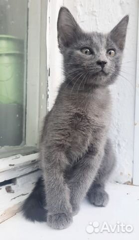 Котёнок Русская голубая. В дар