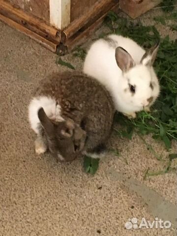 Декоративные крольчата