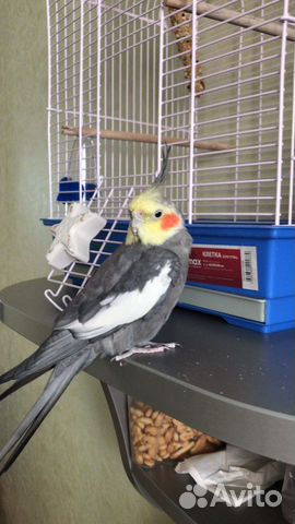 Найден Попугай Корелла мальчик