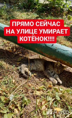 Прямо сейчас на улице умирает котёнок